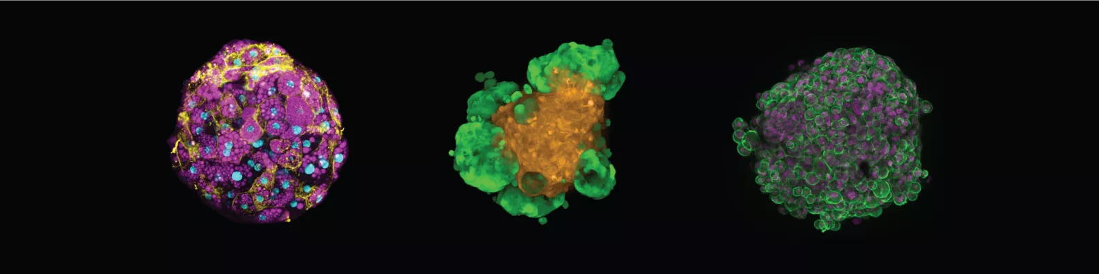 InSphero : technologie 3D in vitro de pointe à Zürich - LSCV